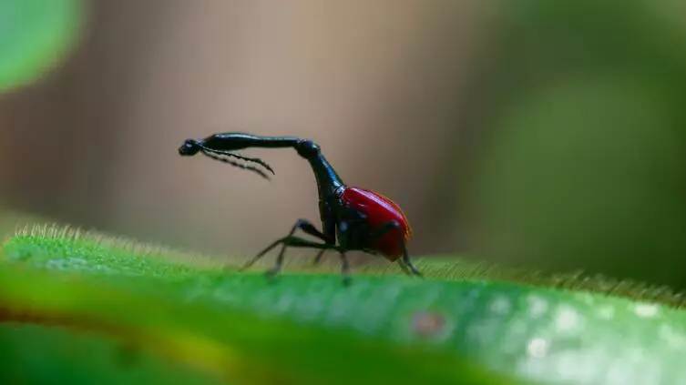 Malgranda arkitekto de la mondo de insektoj. Kio estas interesa por la skarabo-pipo?