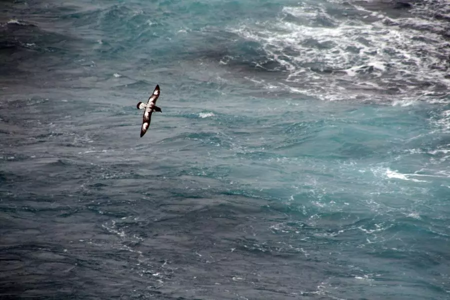 Le pétrel est un symbole de la mer et du mauvais temps. Qu'est-ce qui est intéressant?