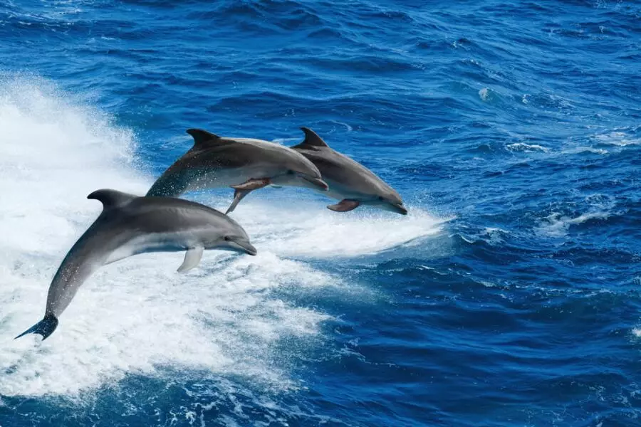 ¿Quiz sobre ballenas y delfines - 6. y delfines inteligentes?