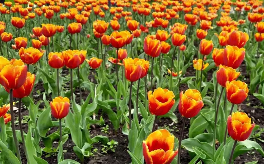 Kodi ndingawone kuti tulips ngati ku Netherlands?