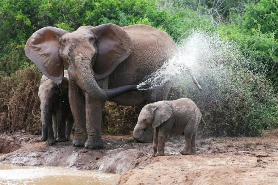 Issonopedia-4. Bagaimana gajah digantung?