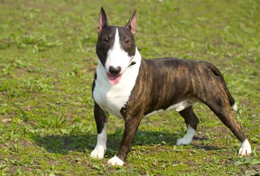 English Bull Terrier