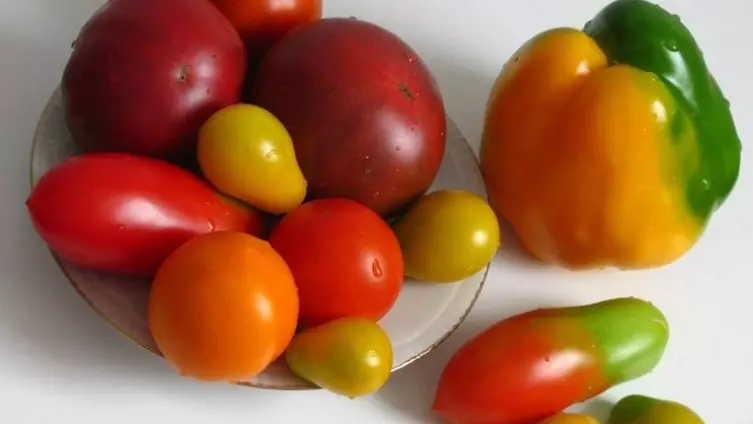 Comment ramasser des tomates? Délicieux!