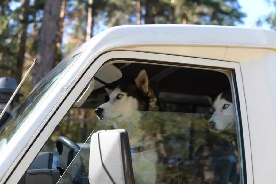 Může psi řídit auto?