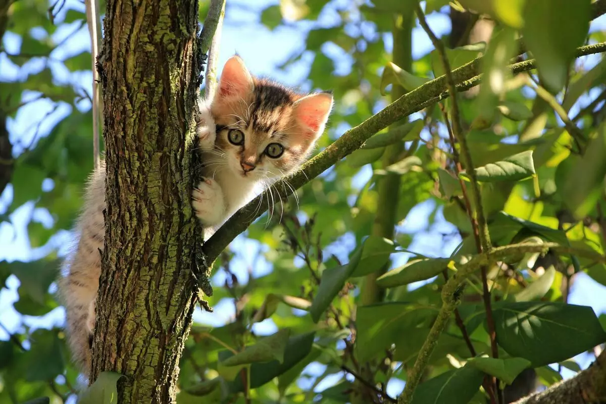 Kehidupan kucing. Apa yang terjadi?