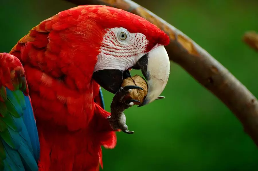 Ese parrot yo murugo irashobora kuba intasi? Inyamaswa nk'abakozi b'ibanga