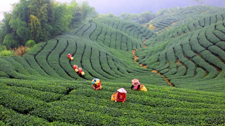 Taiwan Island. Tea Life? 32197_1