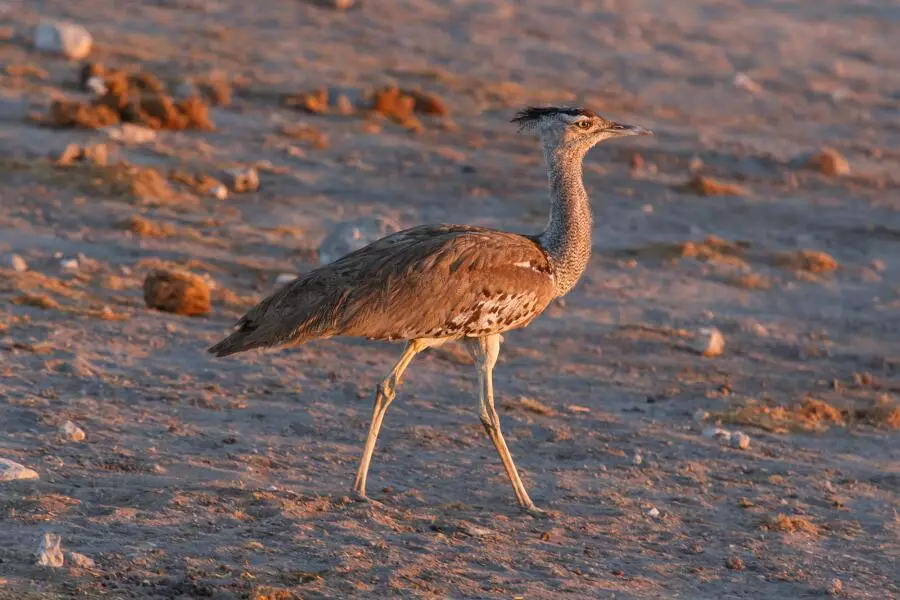 Bustard.