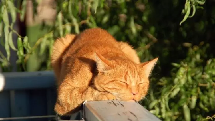 la venganza de miedo. ¿Los gatos pueden ser considerados animales inteligentes e insidiosos? 32229_1