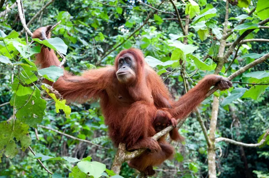 Fa maninona no nisy orangutan teo am-pelatanana?