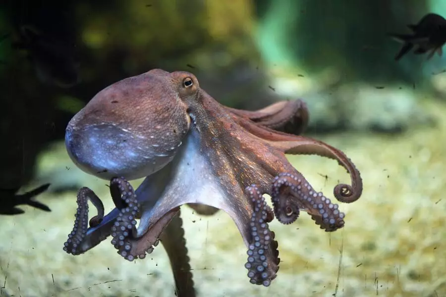 Jak żyją Octopuses? Ciekawe fakty dotyczące Sprości