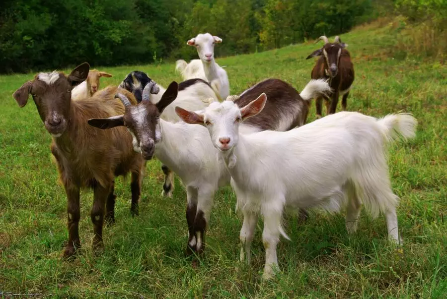 Apa yang perlu menjadi padang rumput untuk kambing?