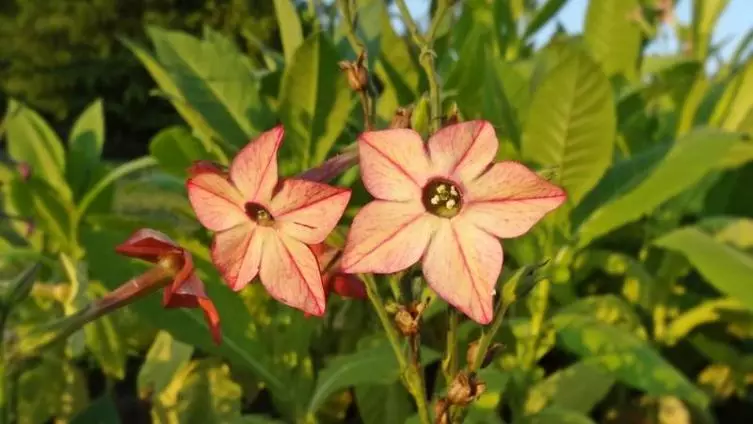 মুগ্ধ তামাক। তিনি রাশিয়া কীভাবে প্রদর্শিত হবে কখন?