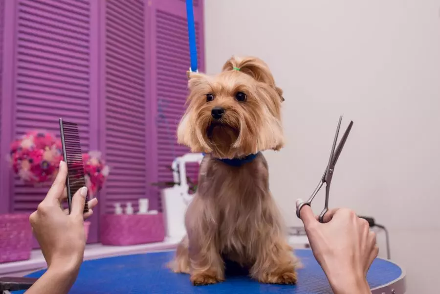 ตัดผมอะไรให้เลือกสำหรับ Yorkshire Terrier?