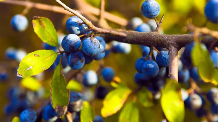 Tourner. Comment briser la confiture?