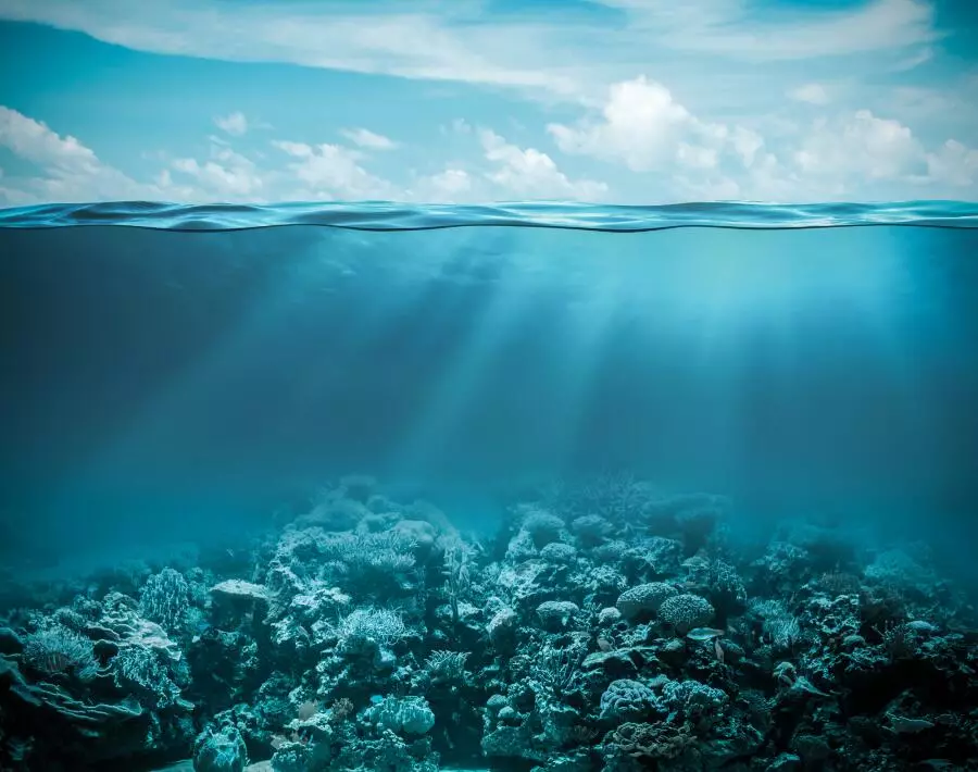 Wie woont op de bodem van de oceaan? Ongebruikelijke levende wezens van de zeebodem