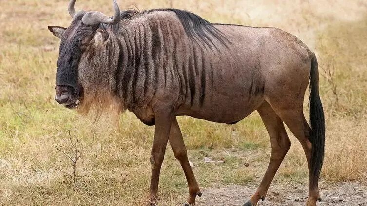 Blue GNU.