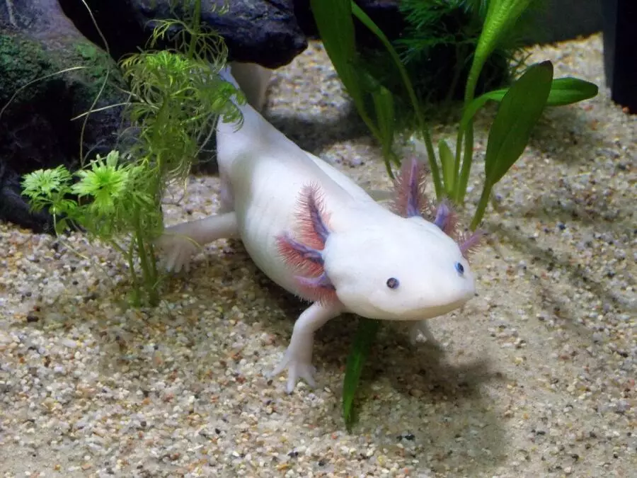 ANSALOTL MEXICAN Ambistoma (Ambystoma Mexicanum) (Albino)