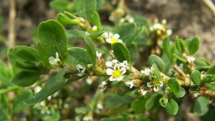 Hvad er interessant for den episke plante Murava? 33619_1