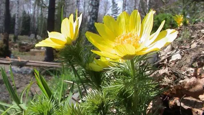 Flower Eldlas - Adonis. Qu'est-ce qui est intéressant?