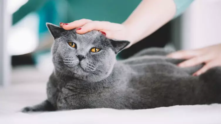 Britan shorthair Cat