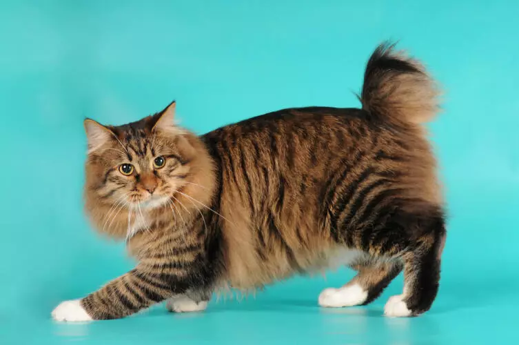 How to choose a cat breed, focusing on your zodiac sign?