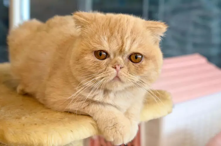 Exotic shorthair cat