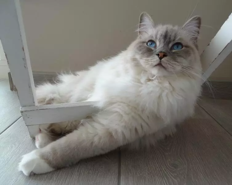 Ragdoll.