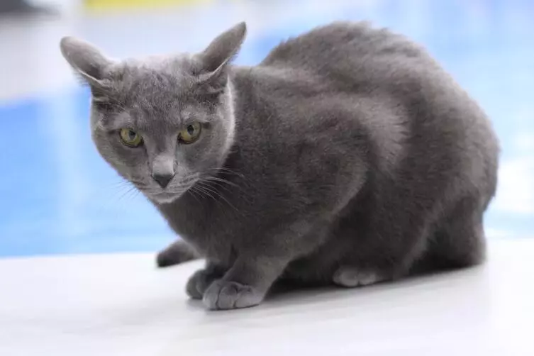 Russian blue cat