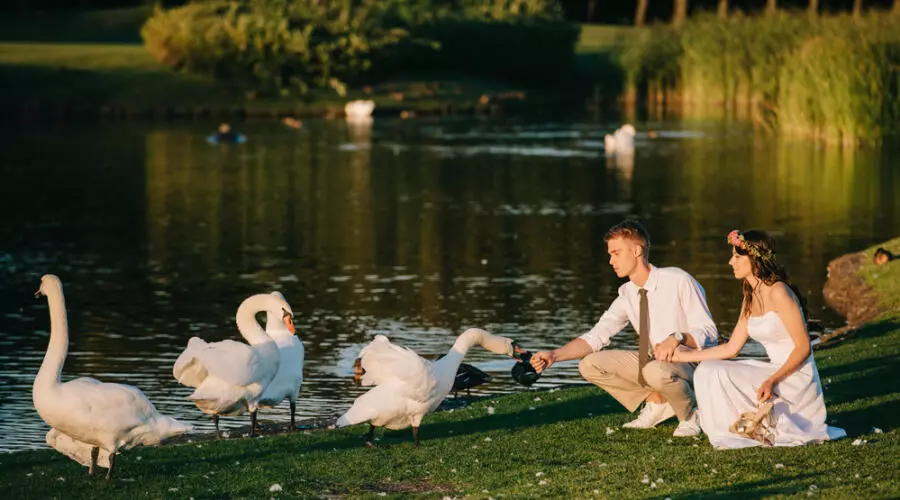 O que pode alimentar patos e cisnes?