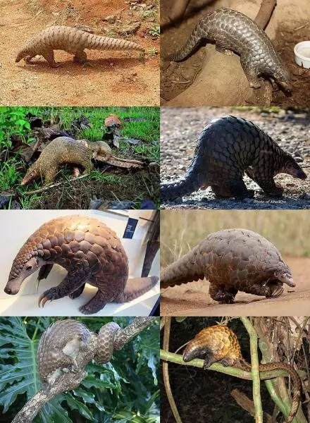 Pangolin.