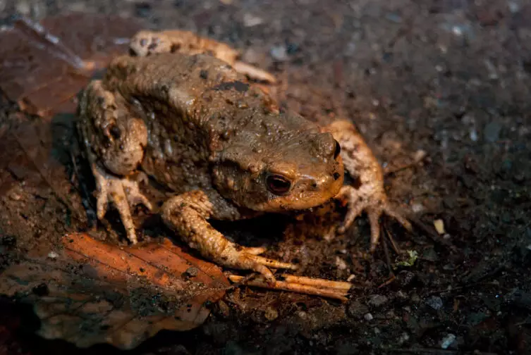 Toad