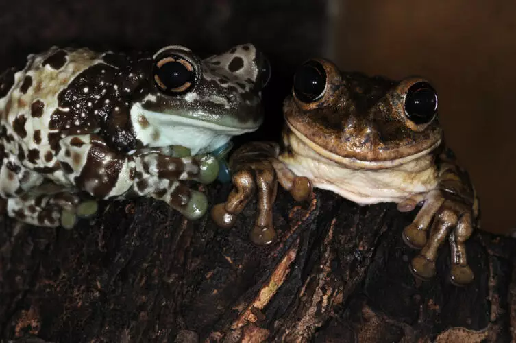 Amphibian - geféierlech oder nëtzlech?