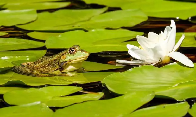 amphibian - គ្រោះថ្នាក់ឬមានប្រយោជន៍?