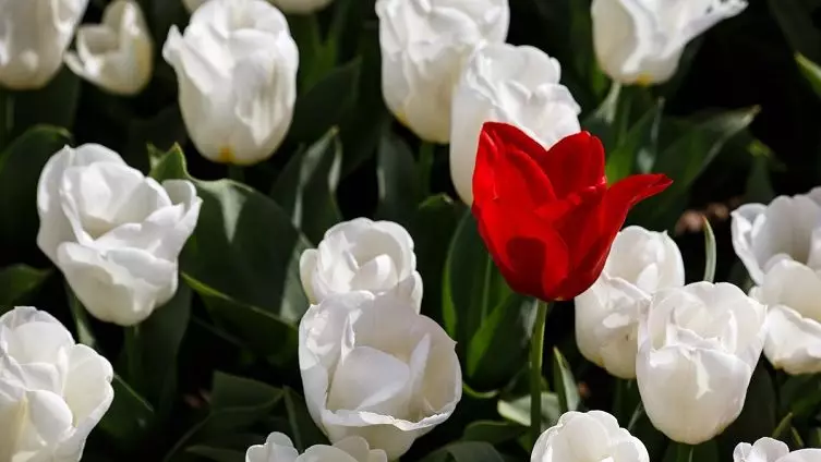 Bandhigga tulip ee Turkiga