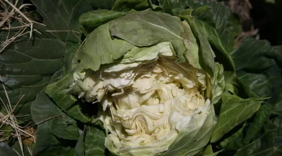 Unsay mahimong lutoon gikan sa nadakpan cabbage nadakpan ?: Cabbage blangko alang sa tingtugnaw