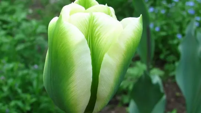 Når trenger du å grave tulipaner?