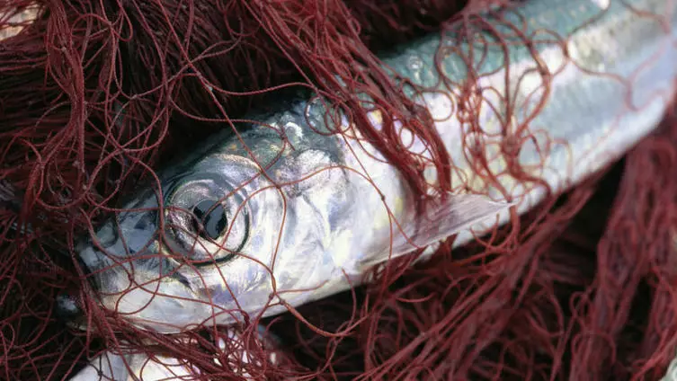 platos de pescado inusual. ¿Cuál es el secreto de su popularidad?