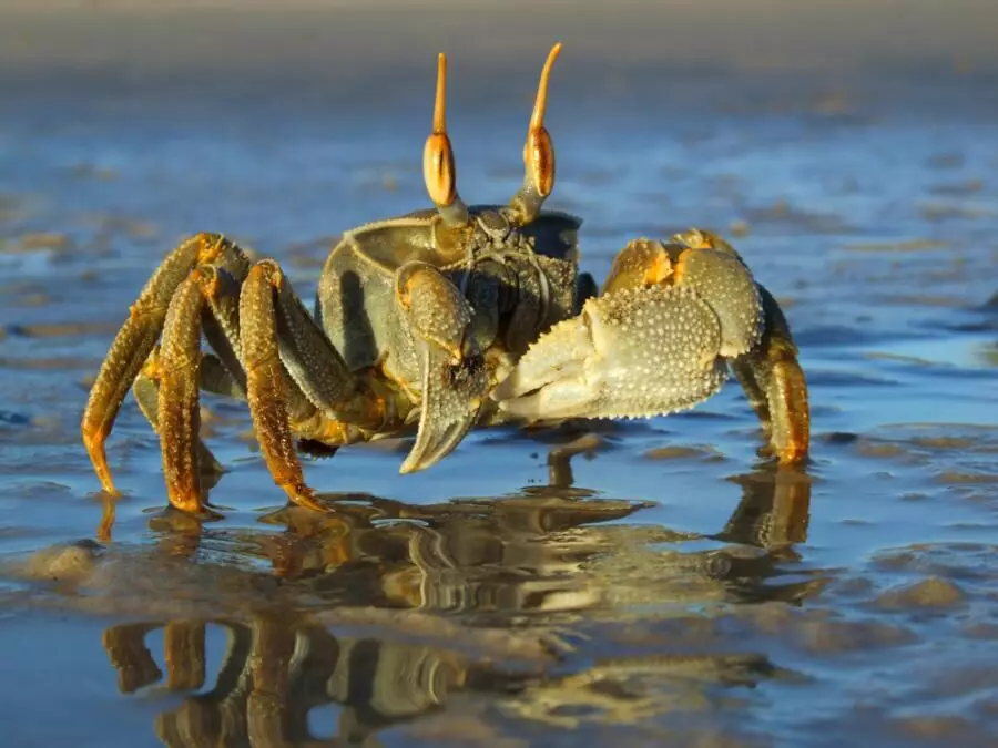 Apa biasa untuk kepiting dan ikan anjing? 34730_1