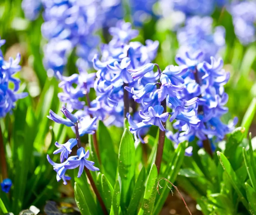 Hyacinth: როგორ იზრდება წვიმა ყვავილი?