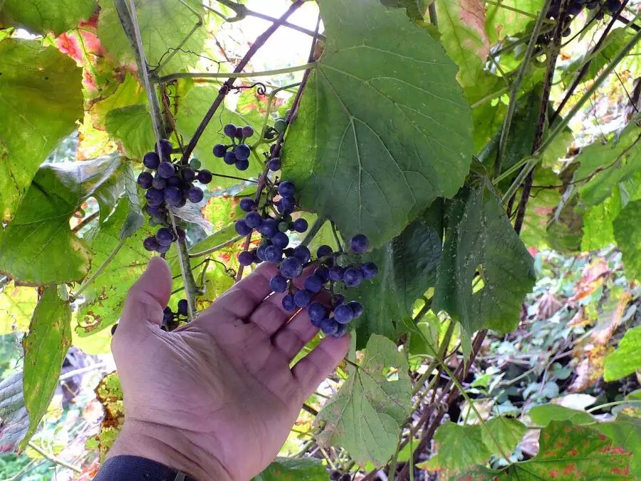 Mi vonzó a kertész amur szőlő?