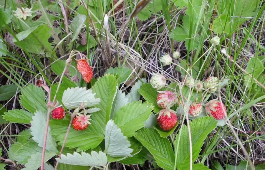 Kwesobunxele - Ihlathi le-Strawberry, kwesokudla - Strawberry Meadow