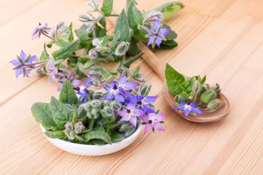 Borago - ahịhịa kukumba: Gịnị ka ọ na-emeso? Nkebi nke 2