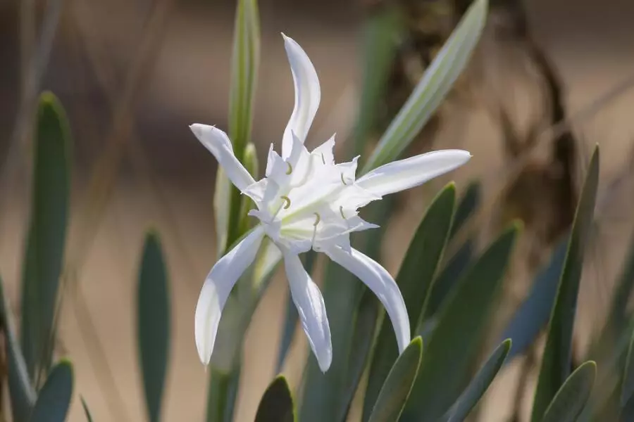 MARITIUM PANCRATIUM MARIONG