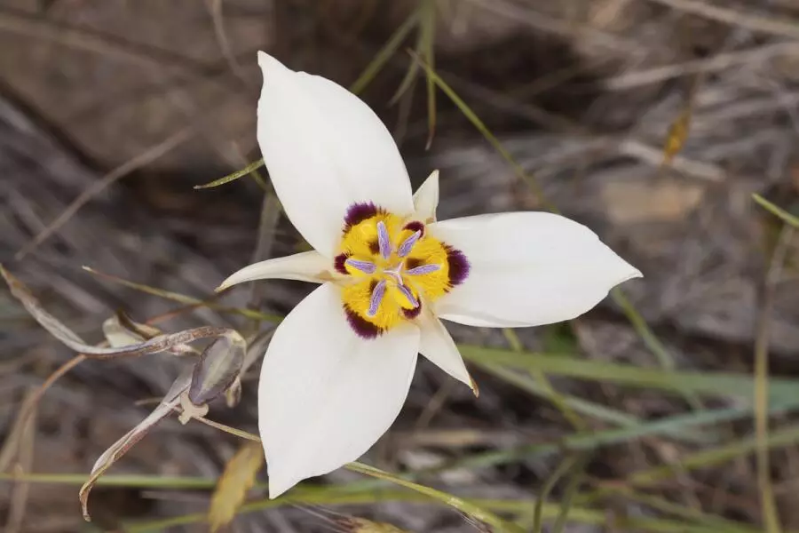 Kalochortus.