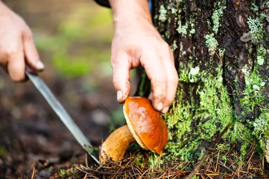 Ciuperci excursii astăzi și URSS. Care este similitudinea și diferența?