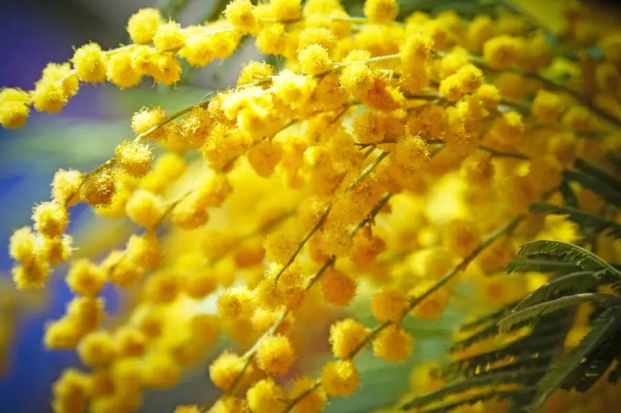 ወርቃማ acacia