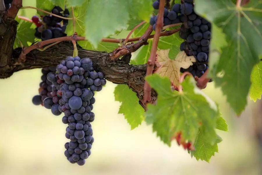 How to save grapes during cooling?