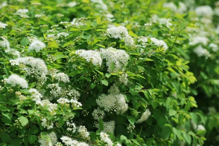 Planta epică de Tollga. Cum să-l crească în grădină?