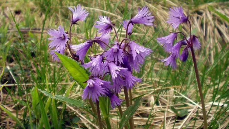 Soldanella alpina.